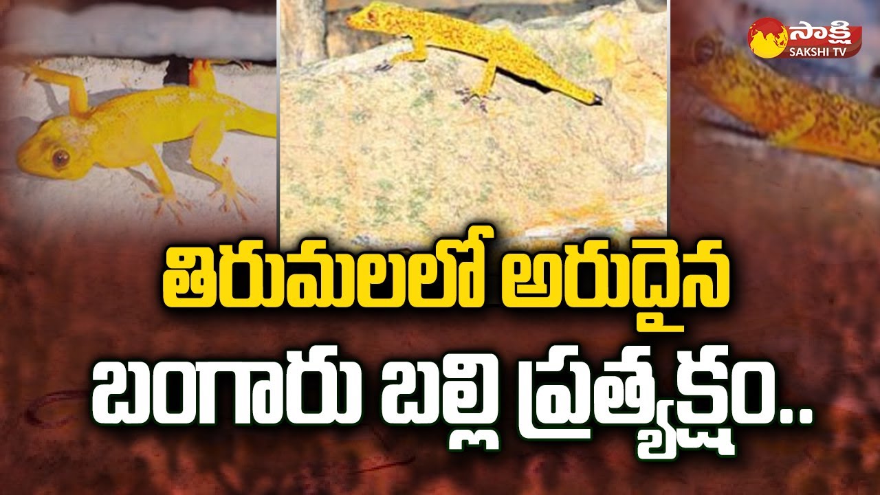 Real Golden Lizard Found in Tirumala | Bangaru Balli Spotted in ...