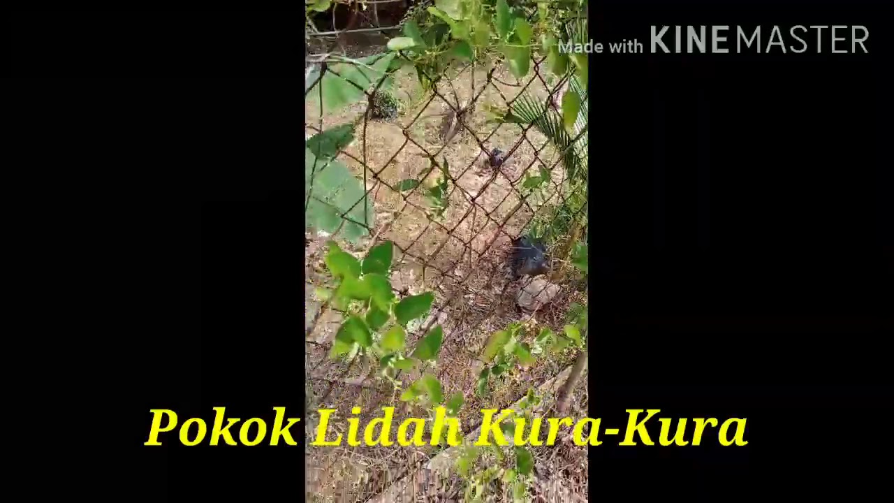 Pokok Lidah Kura-Kura Hampir Pupus - YouTube