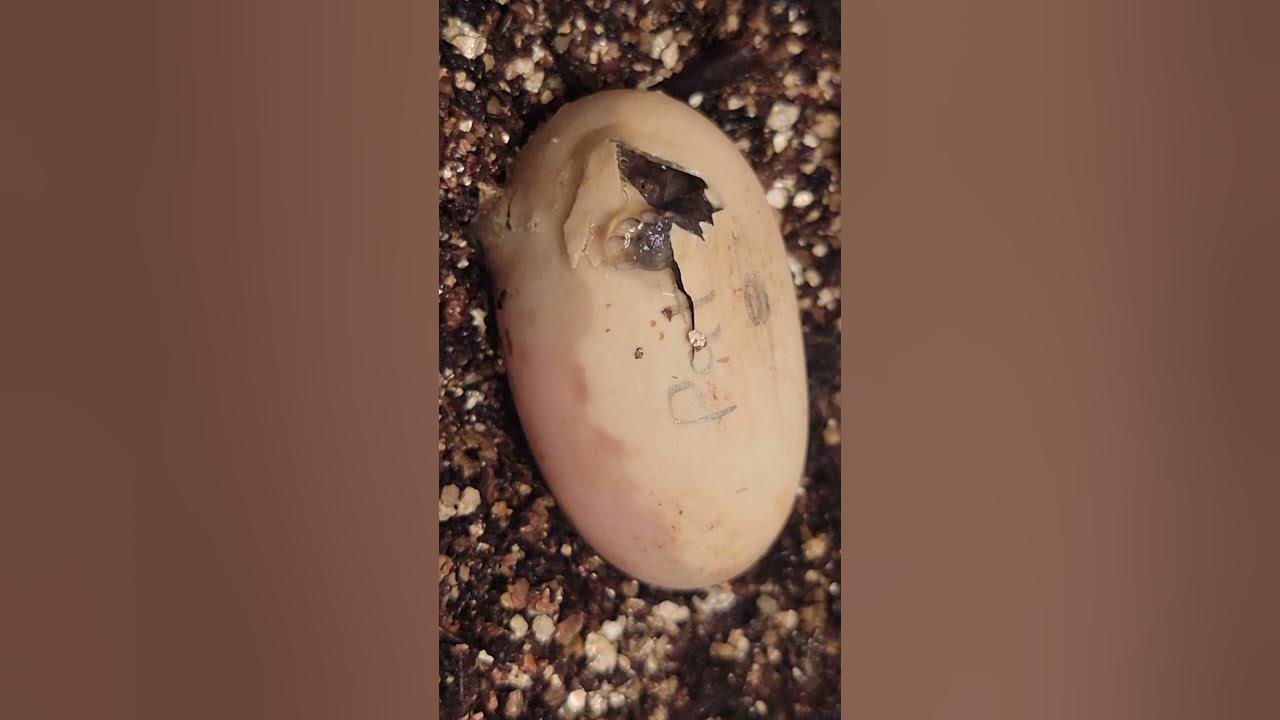 Box Turtle Egg Hatching 1 Part 2 Youtube