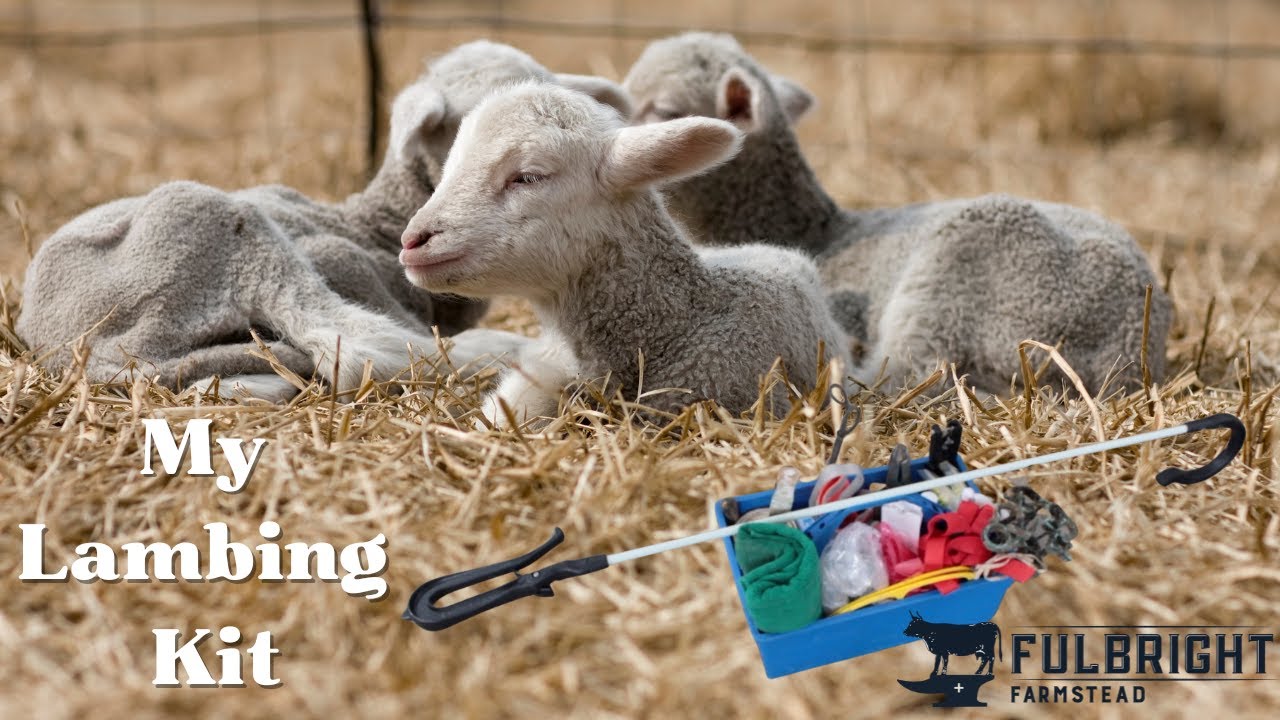 Are you prepared for lambing? Take a peek inside my lambing kit! - YouTube