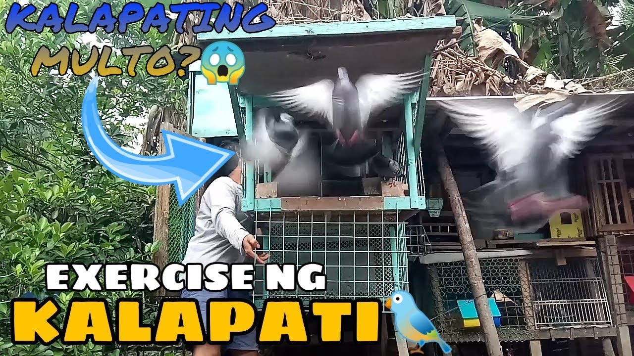 EXERCISE NG KALAPATI NATIN | LOFT FLY - YouTube