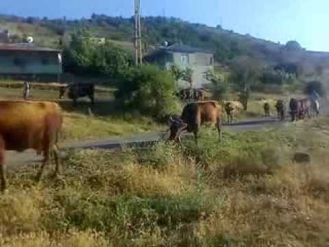MUSTAFA KÜÇÜK-GARİBİM (ÇAMOLUKTA YAZ GÖRÜNTÜLERİ)