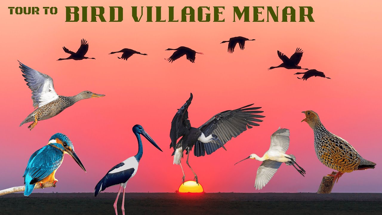 Exploring Menar Bird Village: A Birdwatching Paradise Tour | Best ...