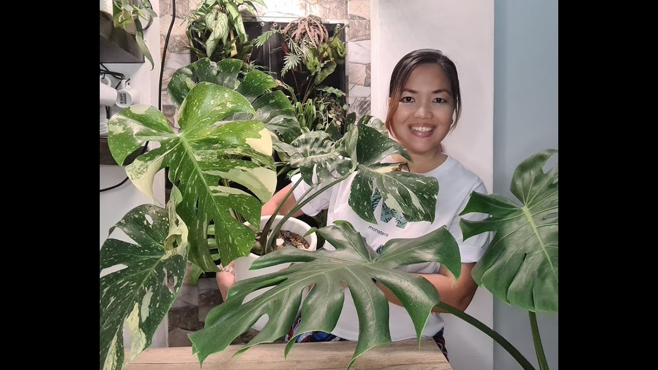 THAI CONSTELLATION MONSTERA | All Secrets About Monstera Thai ...
