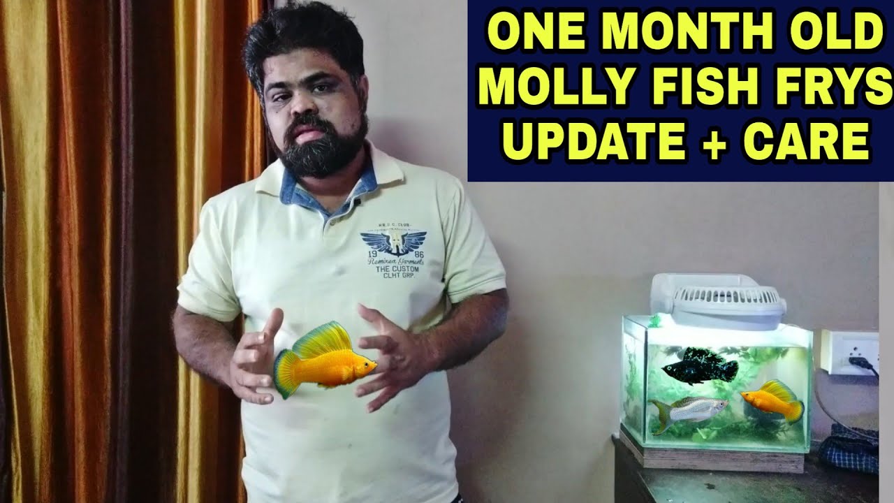 1 Month Molly Fish Fry Update And How I Care of Molly Fish Fry - YouTube