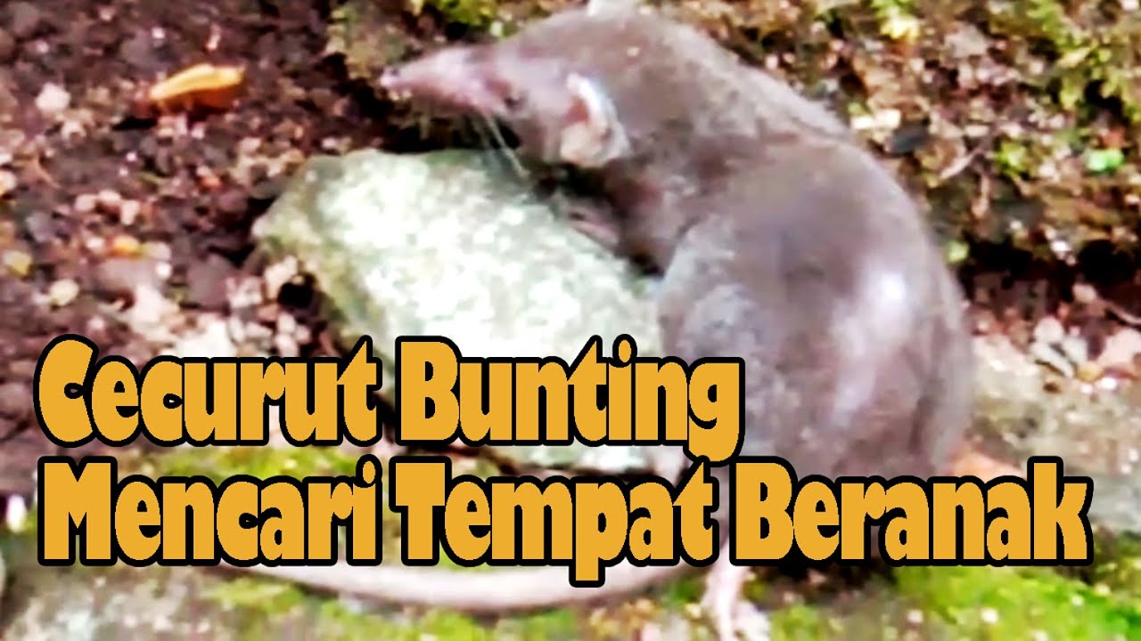 Cecurut Bunting Mencari Tempat Beranak - YouTube