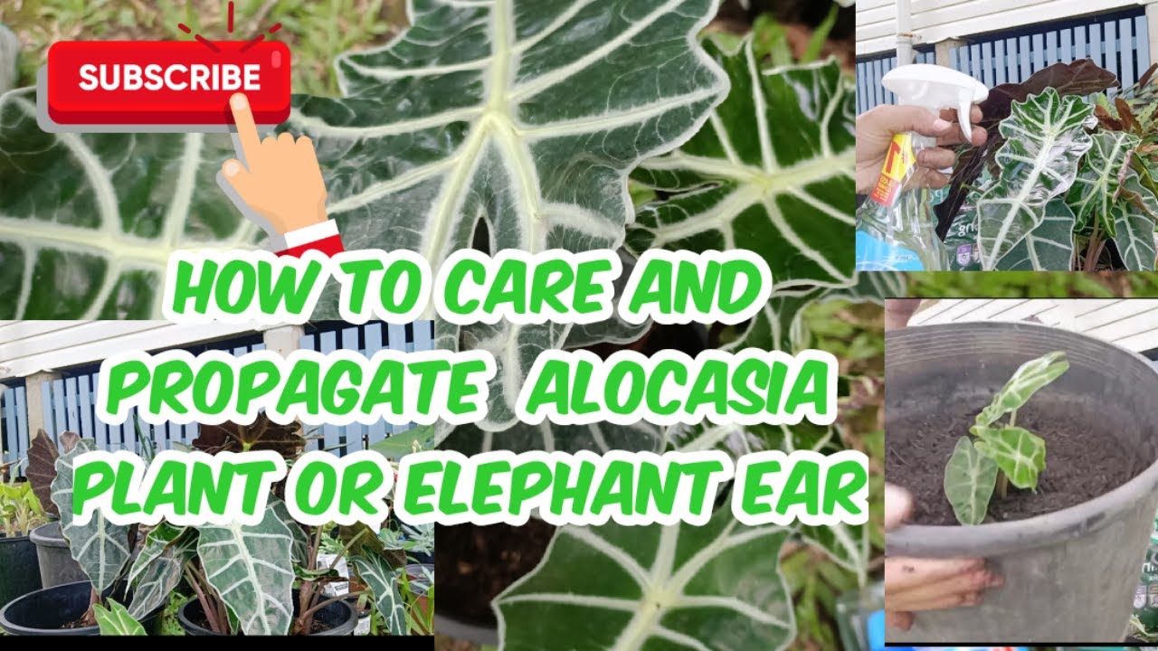 Care Tips and how to Propagate Elephant Ear or Alocasia Plant - YouTube
