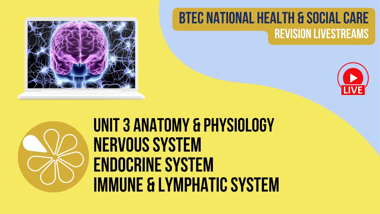 Nervous, Endocrine, Immune & Lymphatic Systems | Live Revision for HSC ...