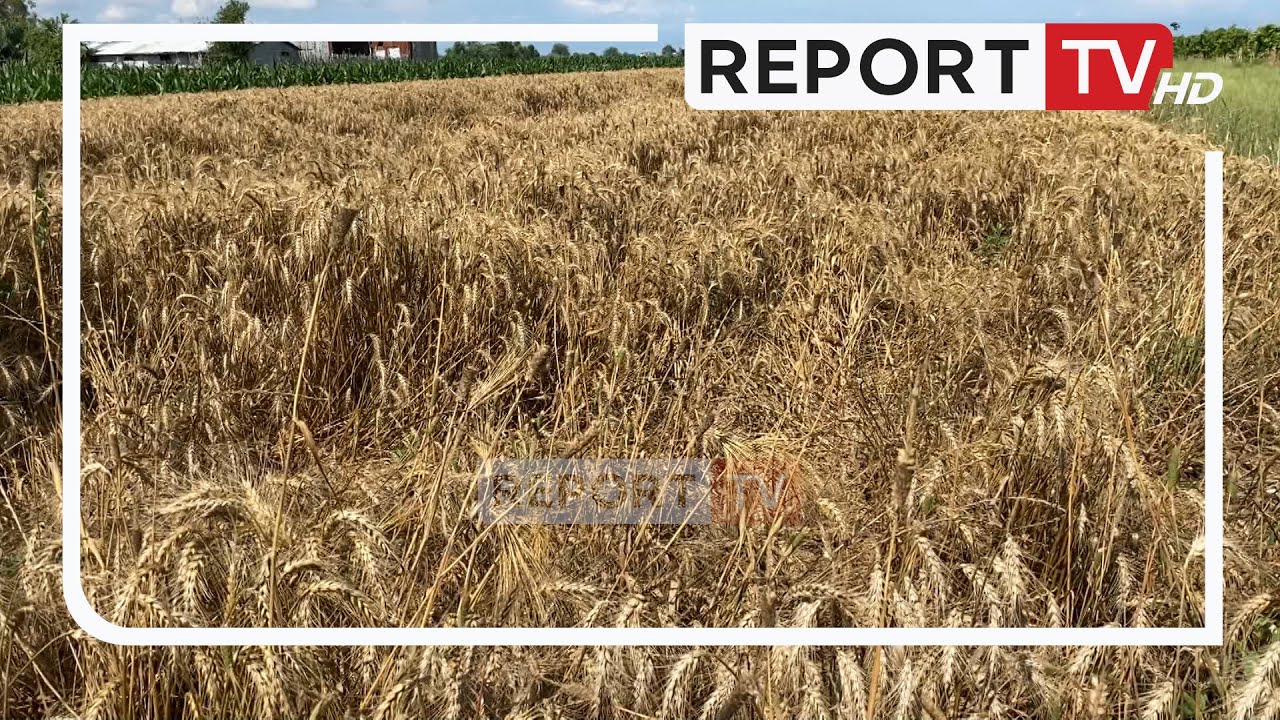 Report TV -Spërkatja e vonuar, karkaleci than grurin e Myzeqesë! - YouTube