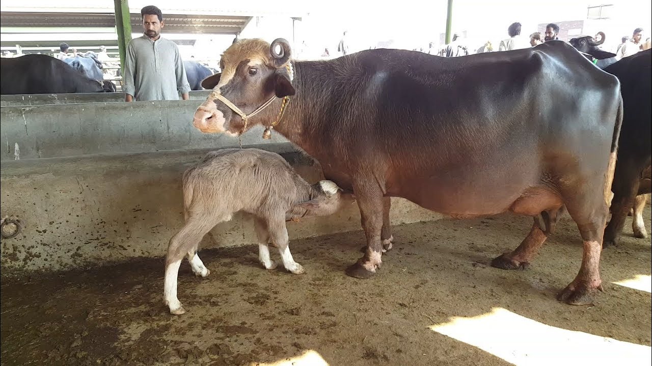 BHURI Buffalo - UNIQUE Brown Buffalo breed in the World - Katta Katti ...