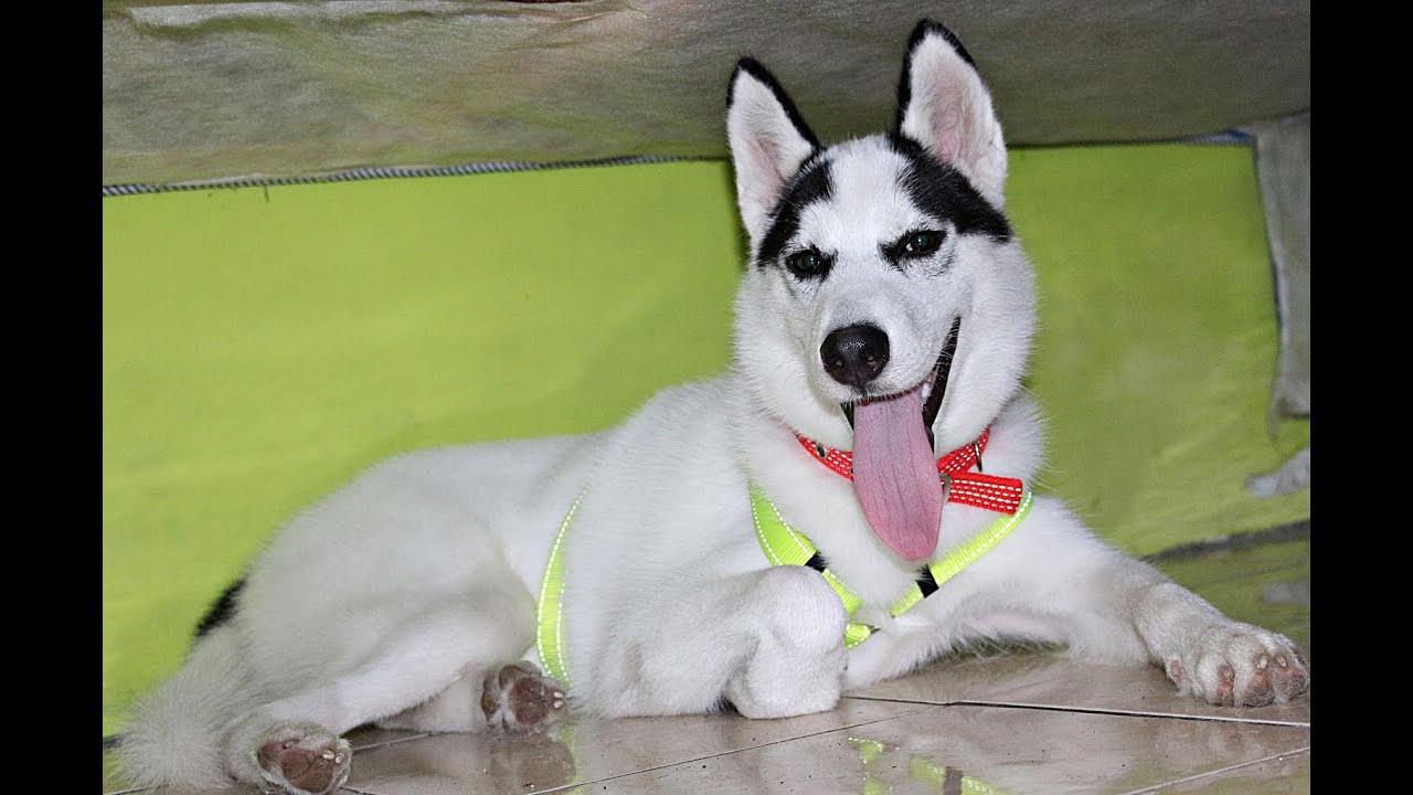 The weird behavior of Husky when he heard this voice? - YouTube