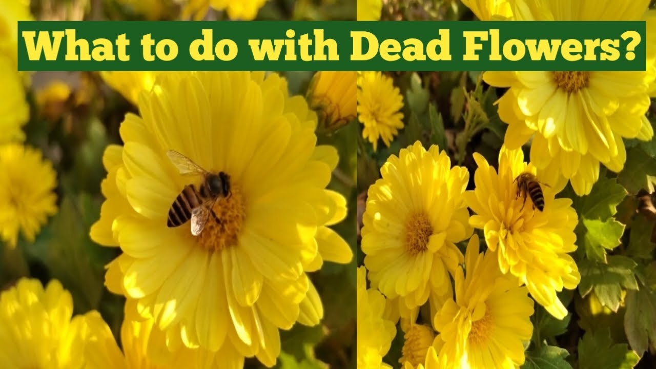 How to use Dead flowers in Garden | Uses of leftover flowers ...