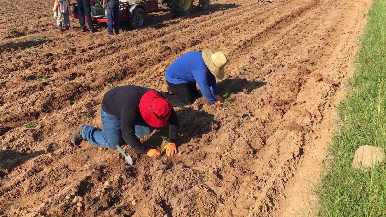 Alabama plants first hemp crop - YouTube