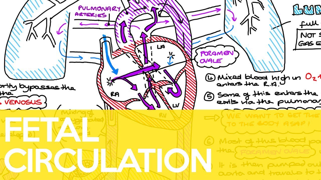 Fetal Circulation (Ductus Venosus, Foramen Ovale & Ductus Arteriosus ...