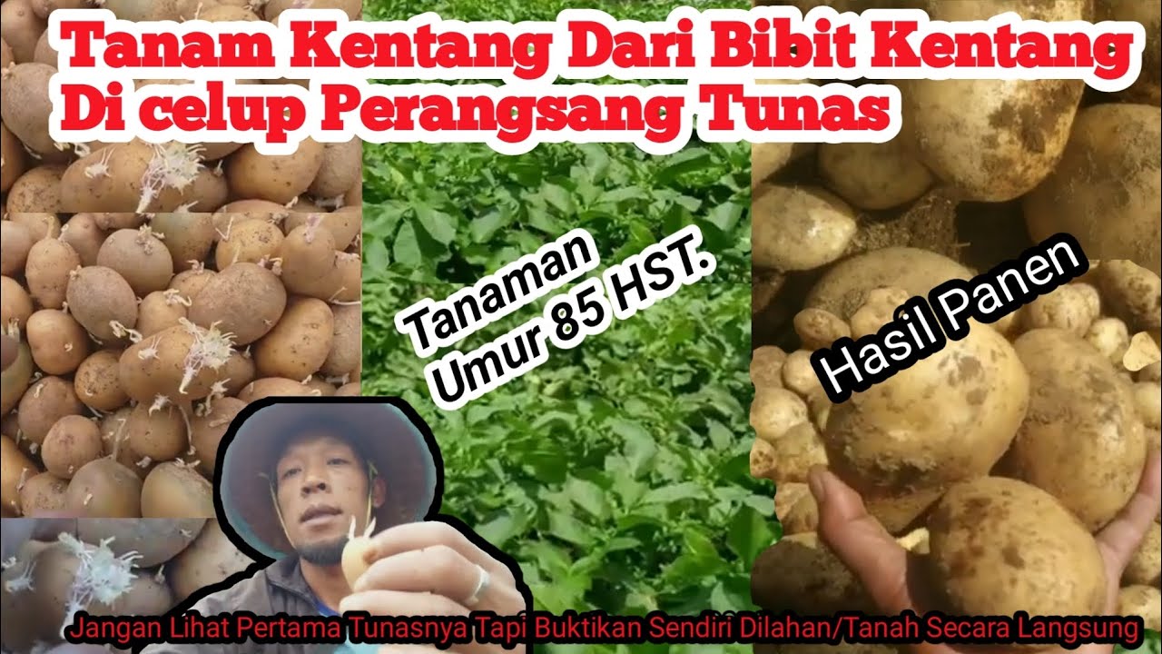 Tanam Kentang Di Celup Perangsang Tunas Sampe Panen - YouTube