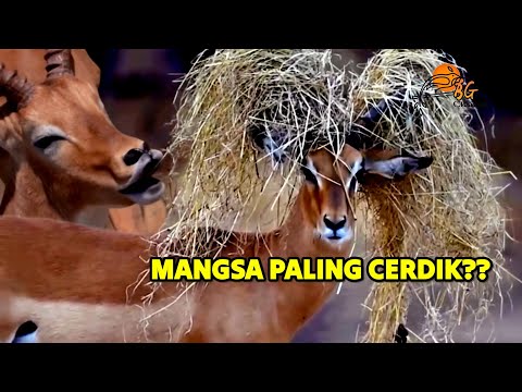 Sangar - Mengapa Antelop Sulit Ditangkap? Berkali-kali Mengelabui Predator Afrika