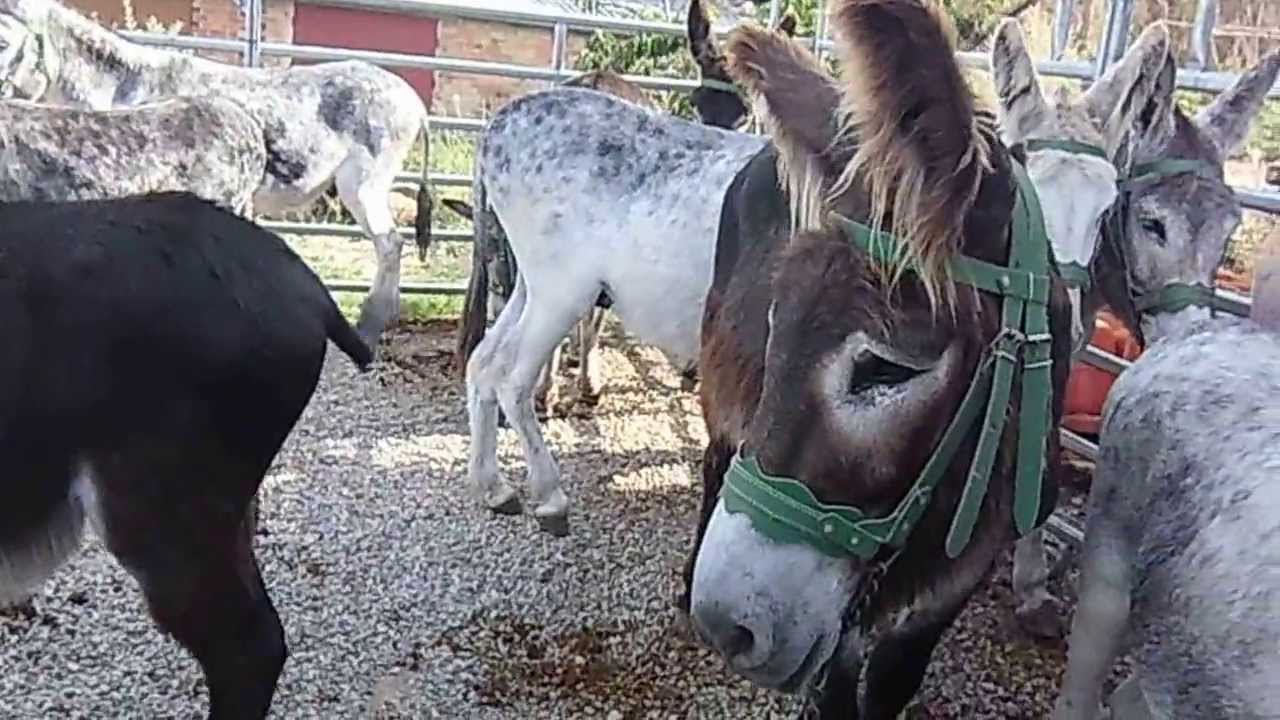 Burro catalán de Fuives - YouTube