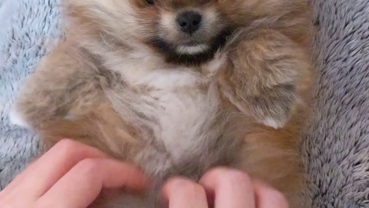 Pomeranian puppy loves belly rub - YouTube