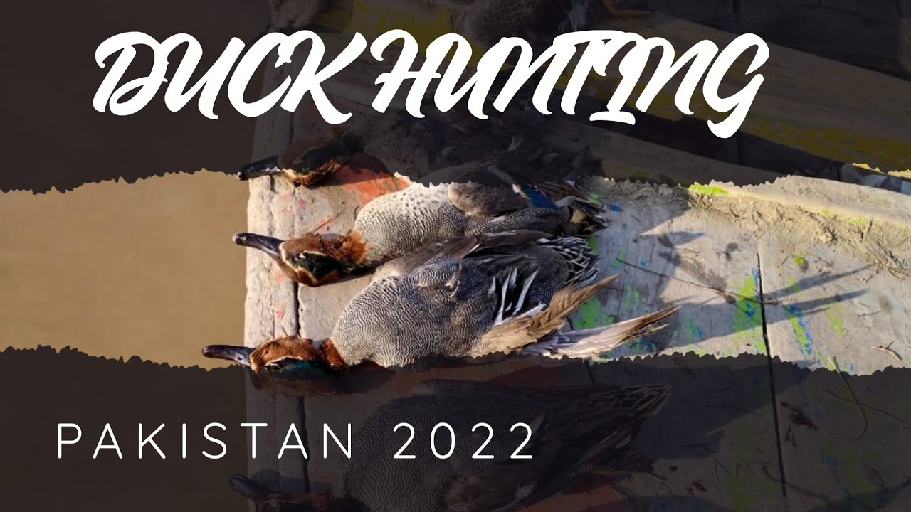 Mallard Duck Hunting in Pakistan 2022 | Duck Hunting 2022 | Duck ...