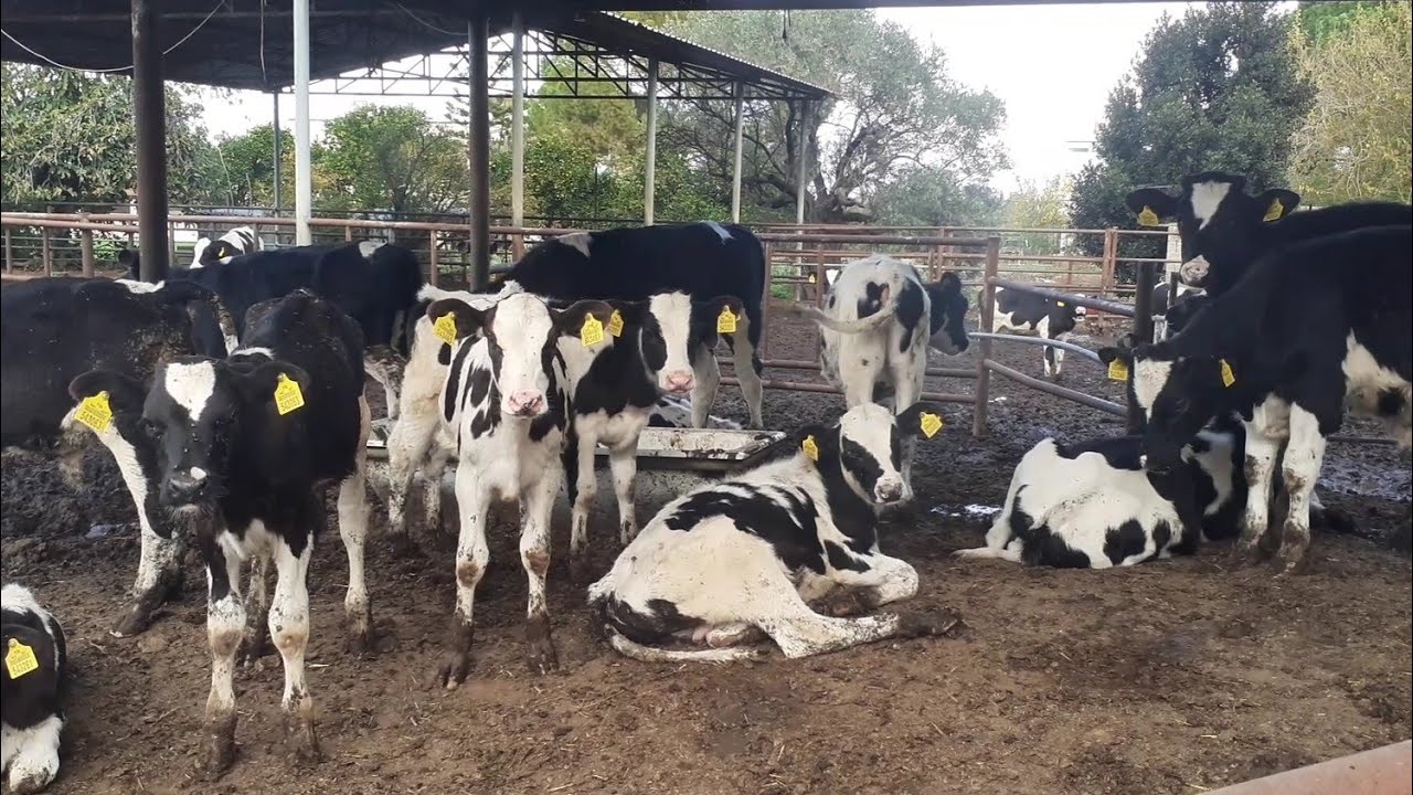 Turkish farm cows baby# my dairy farm#Turkish cow - YouTube