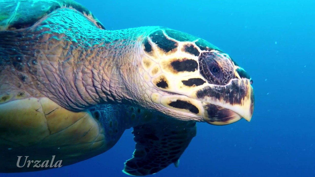 Fearless hawksbill turtle investigates and chases divers, Saba ...