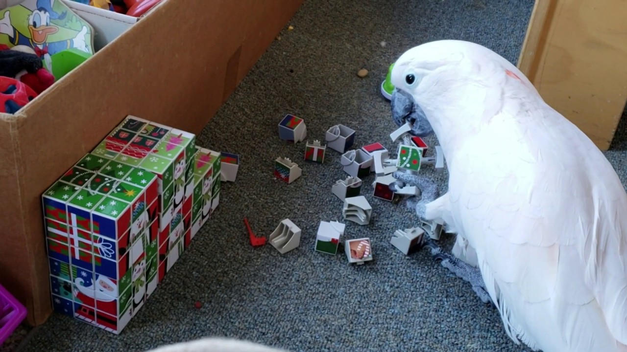 Max Shows Us How To Do Penguin Cubes - YouTube