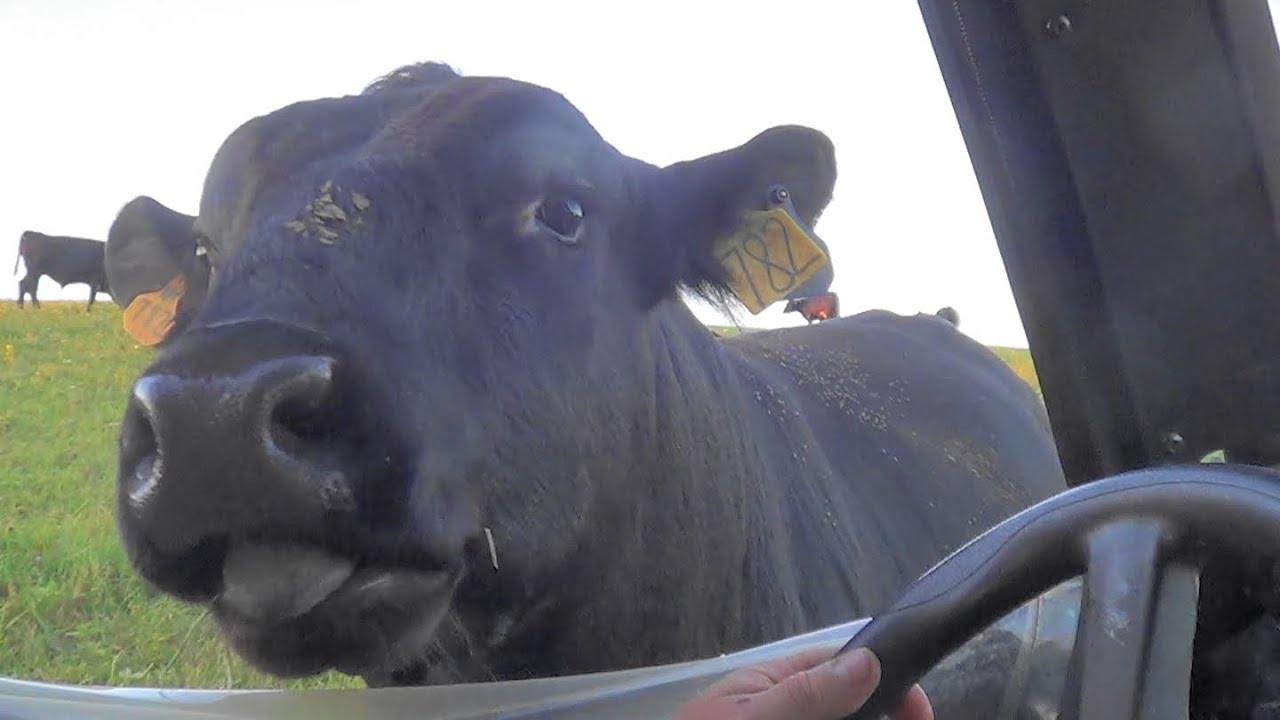 Calm Bull = Calm Calves - YouTube