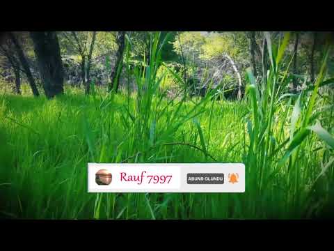 Avdi  Musayev ---  Ofsari  . Azerbaycan  (Rauf 7997)