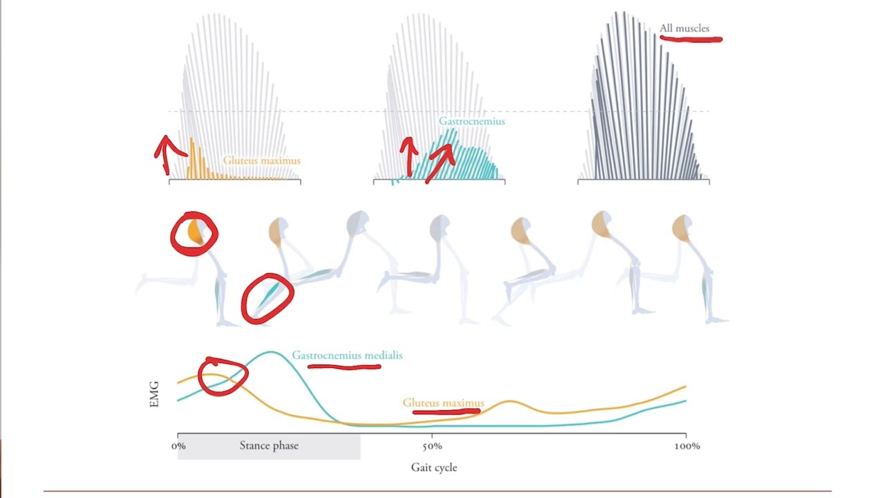 Biomechanics of Movement | Lecture 12.2: Creating Muscle-Driven ...
