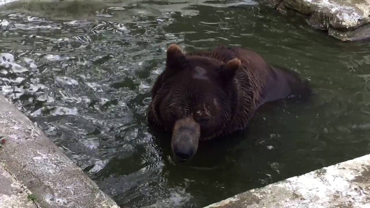 Ursul Baloo din stațiunea Straja, Lupeni. - YouTube