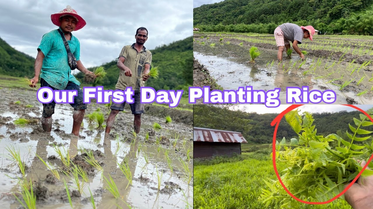 Day 1 of Our Paddy Field Project: Planting Rice - YouTube