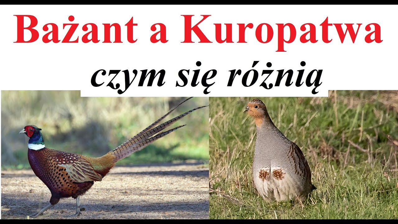 Bażant a Kuropatwa - czym się różnią - YouTube