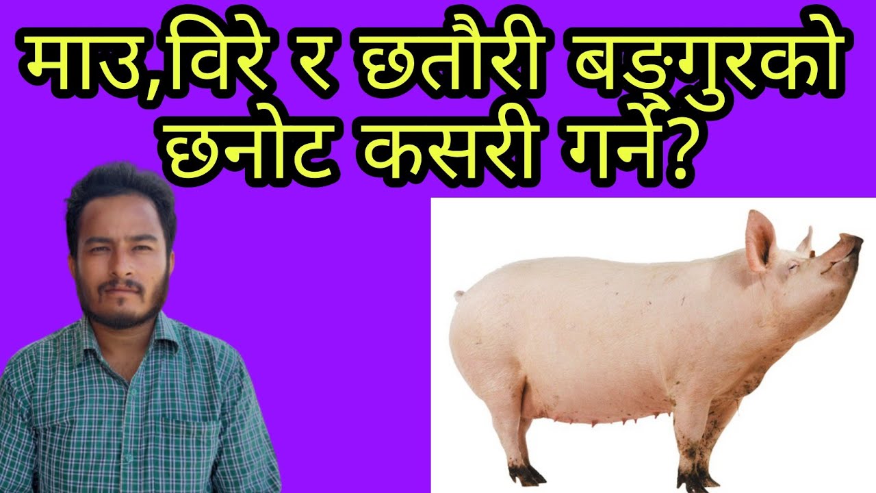 Bangur/// प्रजननको लागी माउ बङ्गुर बिर तथा छतौरी छनोट गर्दा ध्यान ...