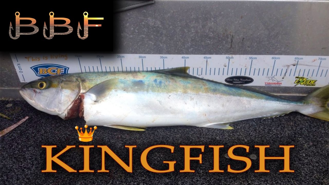 Botany Bay 5kg Kingfish - How To - YouTube