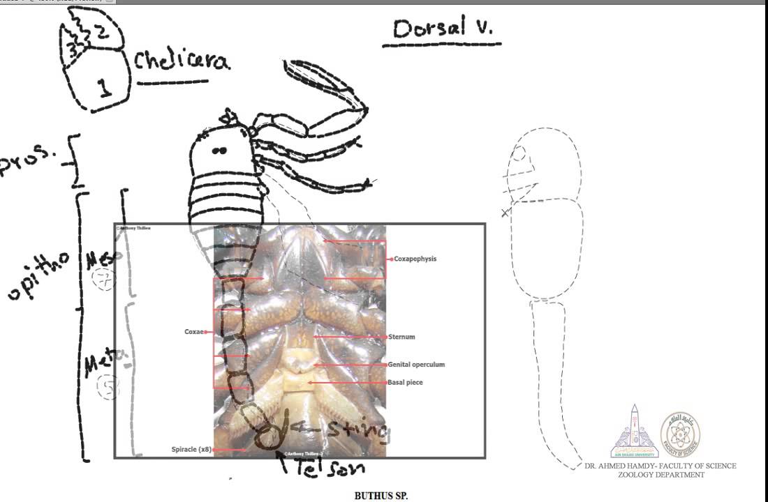 HOW DRAW BUTHUS SP. - YouTube