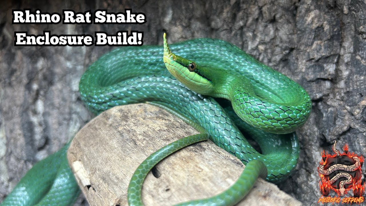 BUILDING MY NEW RHINO RATSNAKE ENCLOSURE! - YouTube