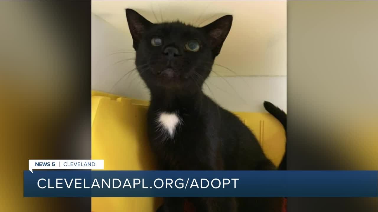 Cleveland APL Pet of the Weekend: Sweet 10-year-old cat named Muffin ...