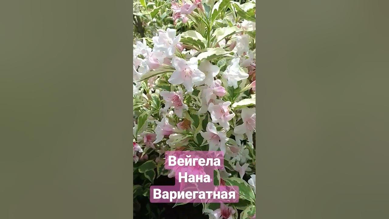 Вейгела "Нана" вариегатная пёстролистная - YouTube