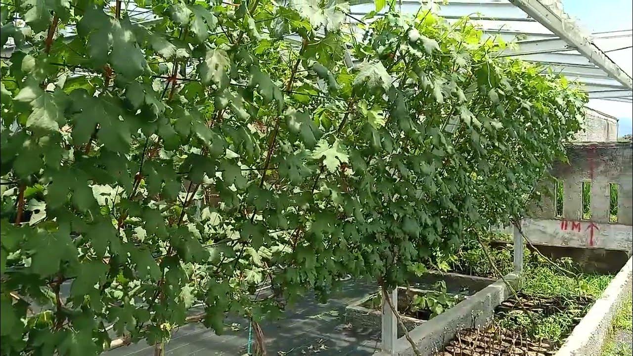 Kebun Anggur Garut Grape Garden - YouTube