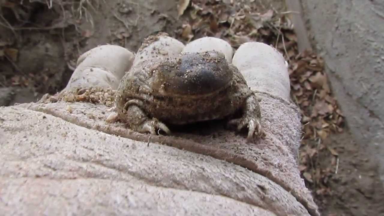Frog hibernating in damp sand - YouTube