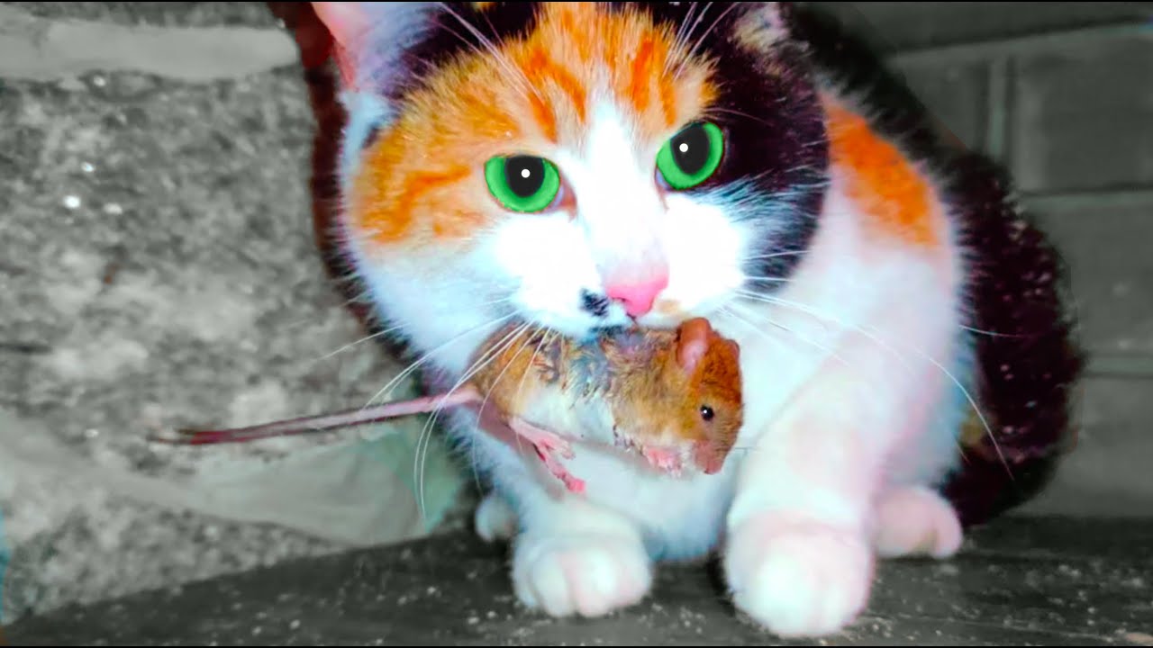Cat catch the mouse, mouse scream - YouTube