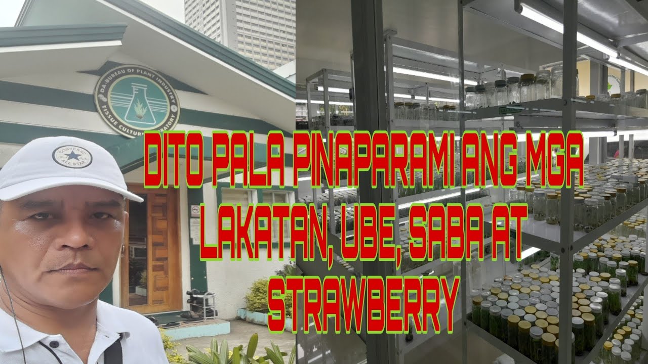 GANITO PALA ANG TISSUE CULTURE LABORATORY NG LAKATAN NA SAGING, UBE AT ...