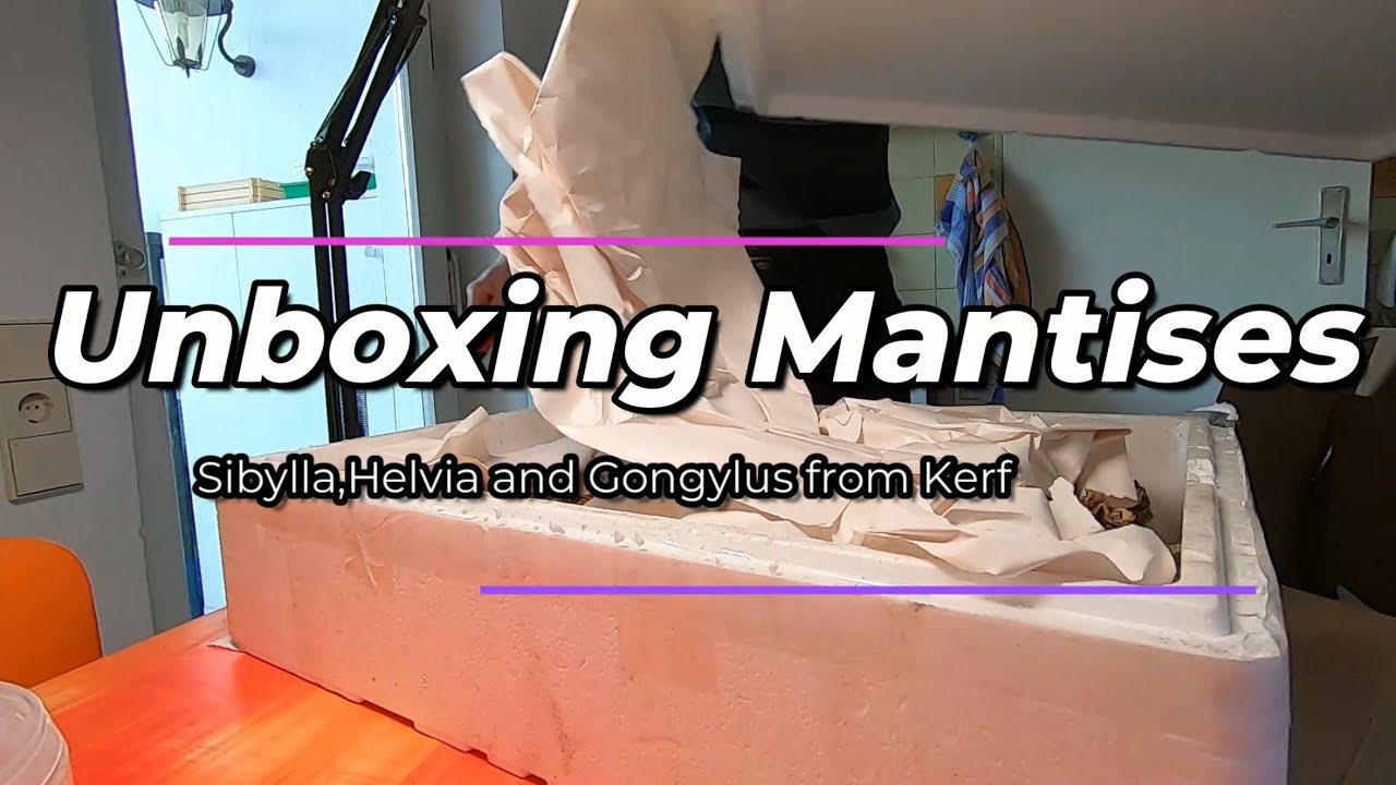 Unboxing some mantises from Kerf (Sybilla, Helvia, Gongylus) - YouTube