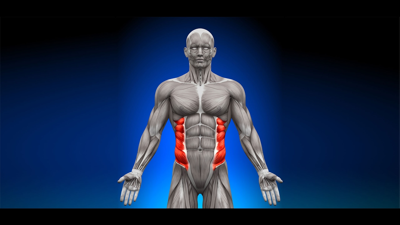 How to work your Internal and External Obliques (how to work your ...