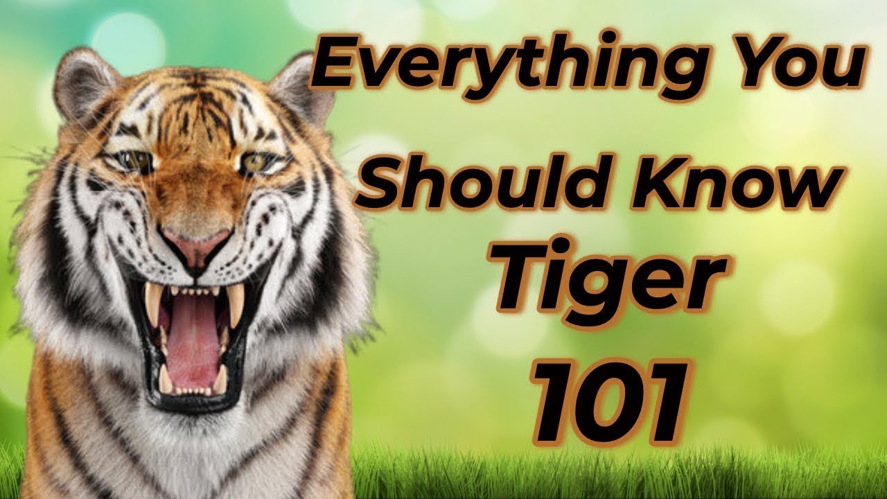 Tiger 101: Unlocking the Secrets of the King of the Jungle! - YouTube