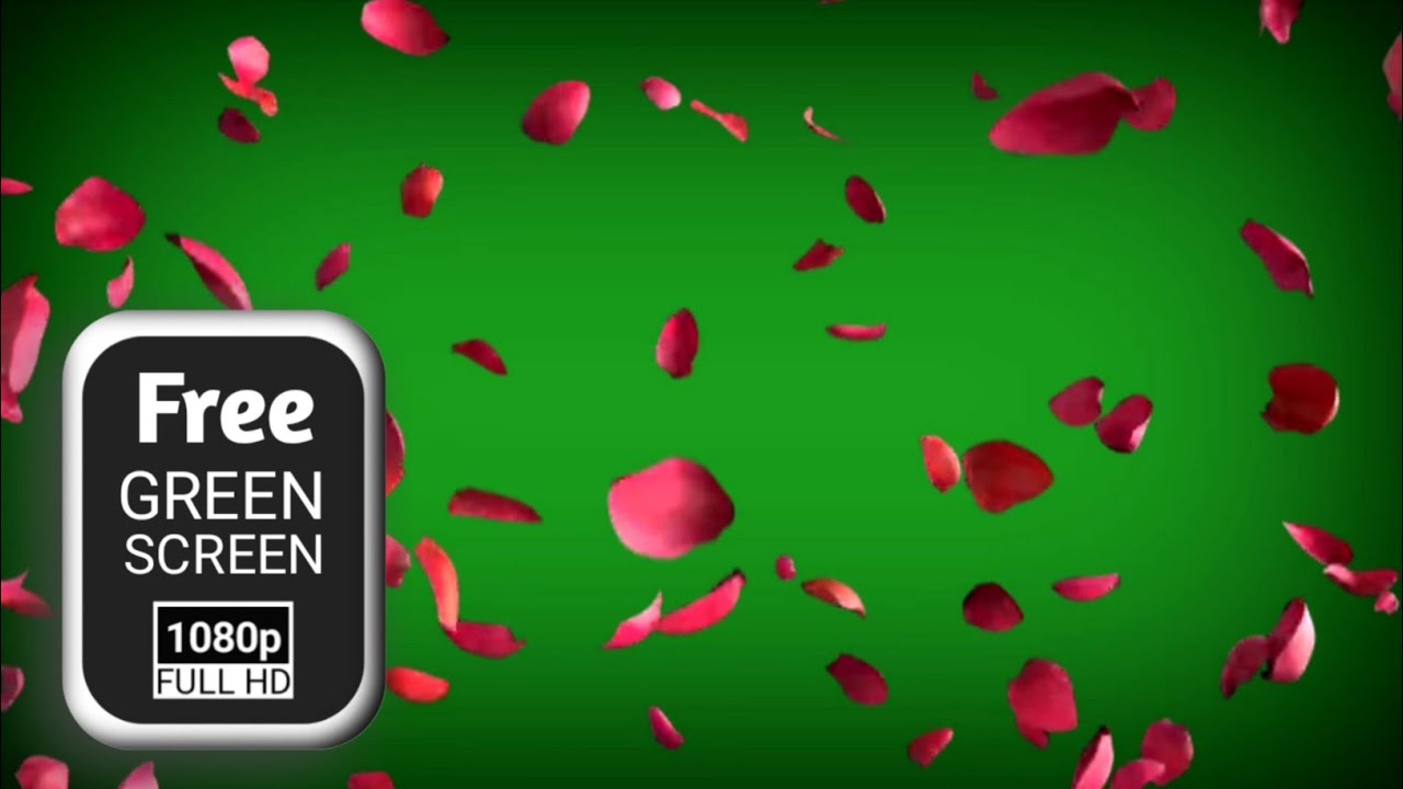 Falling rose petals green screen | rose petals green screen 4k | green ...