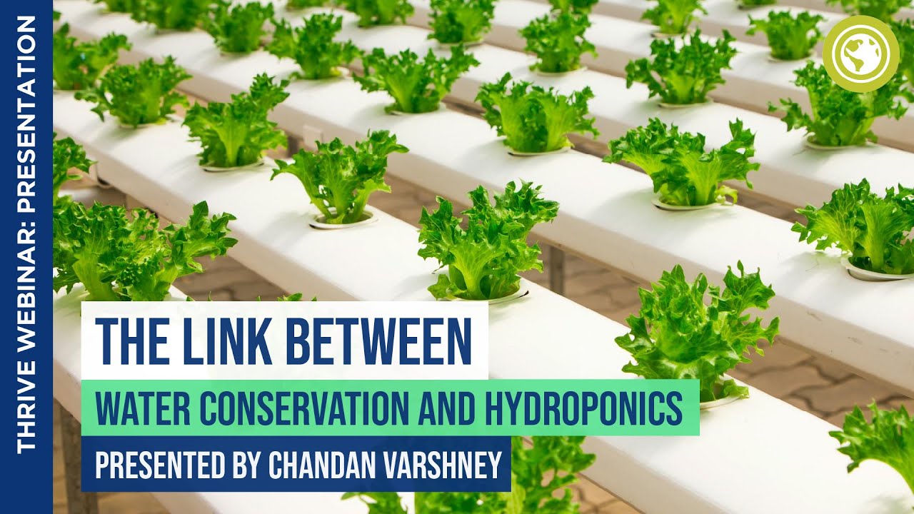 The Link Between Water Conservation and Hydroponics | Chandan Varshney ...