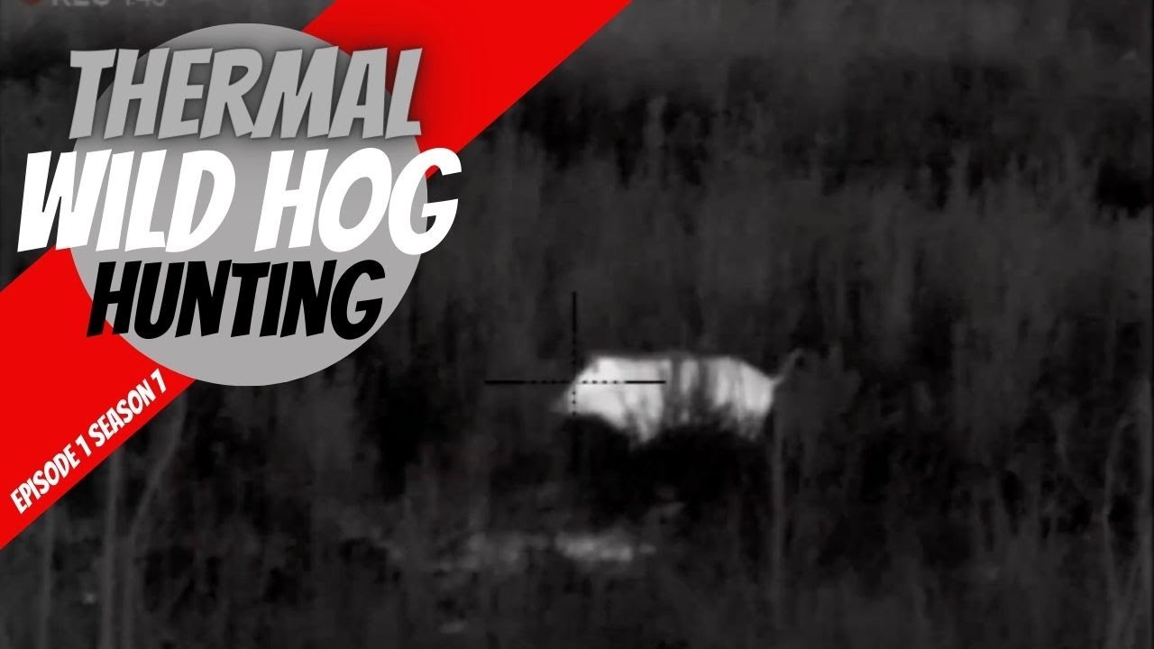 Thermal Wild Hog Hunting: Smart 'Ol Sow Ep1 S7 - YouTube