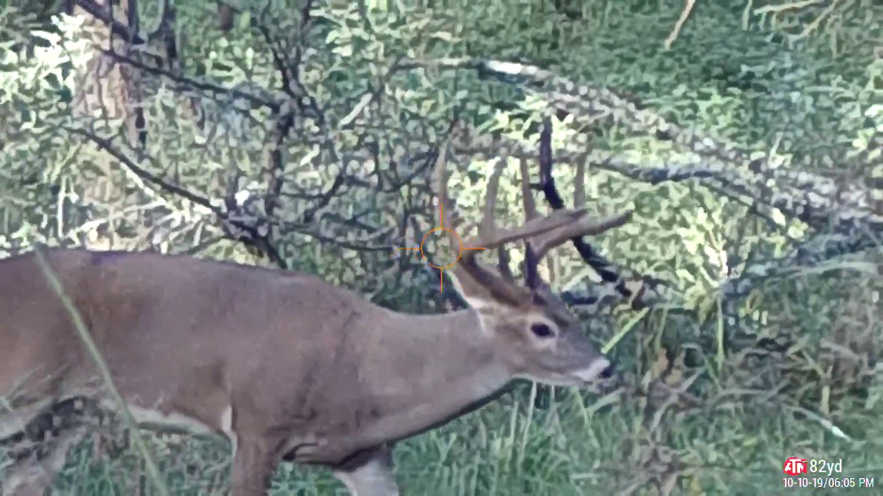 Big Buck making a scrape and pushing a Doe - YouTube
