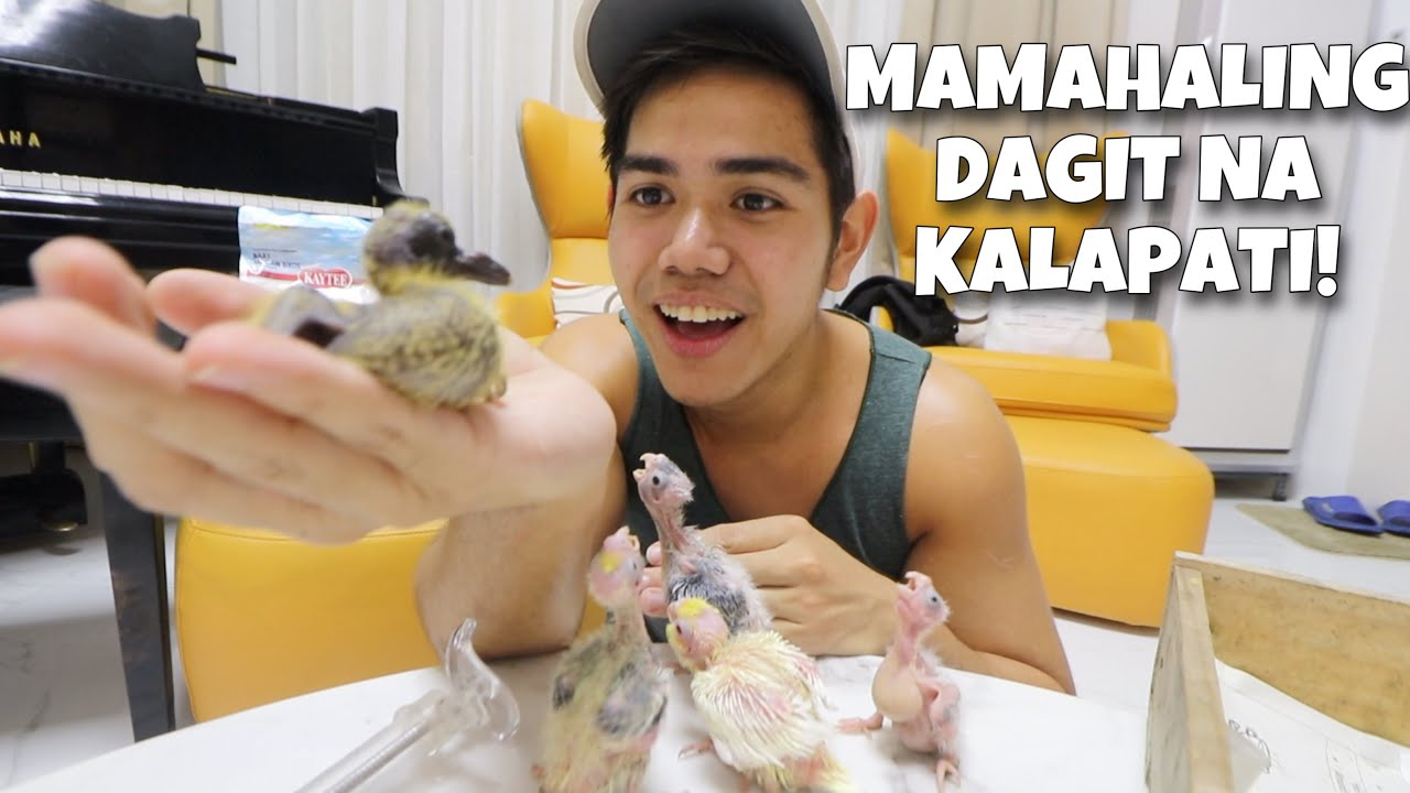 MAMAHALING DAGIT NA KALAPATI UPDATE AND HANDFEEDING! Shy and Eli recall ...